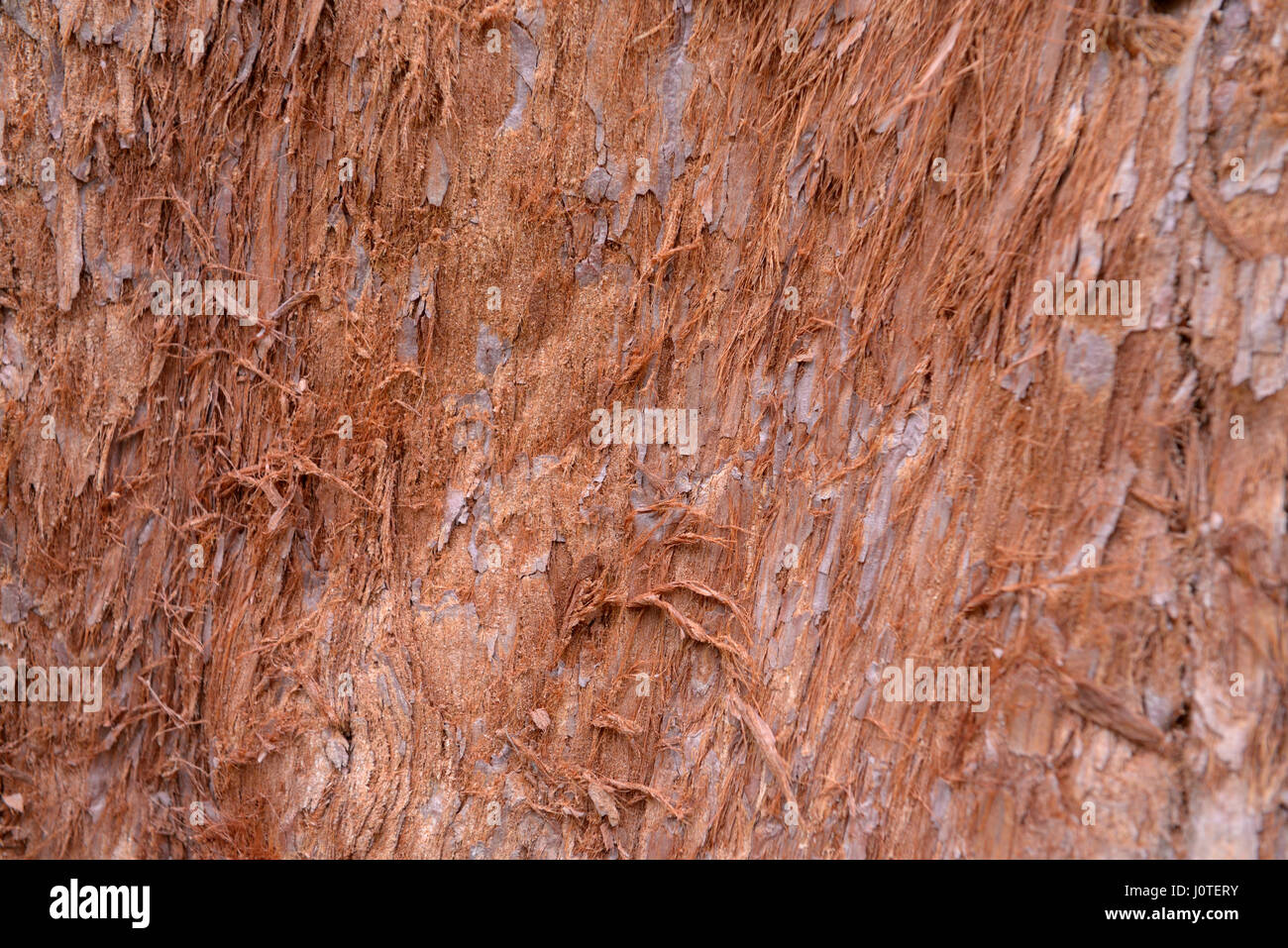 Damaged bark of tree in a forest closeup Stock Photo - Alamy