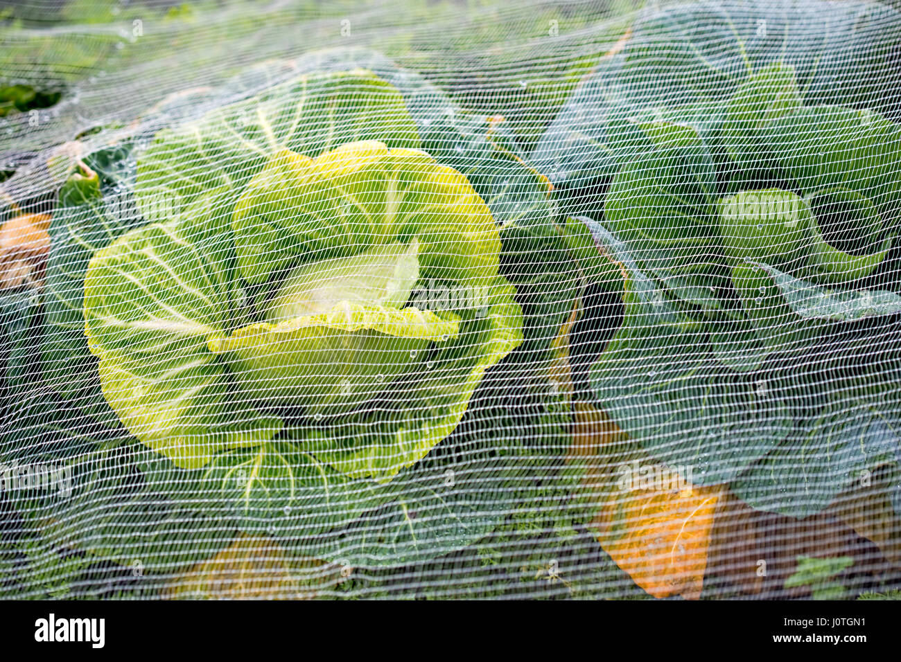 Chinese farm land hi-res stock photography and images - Alamy