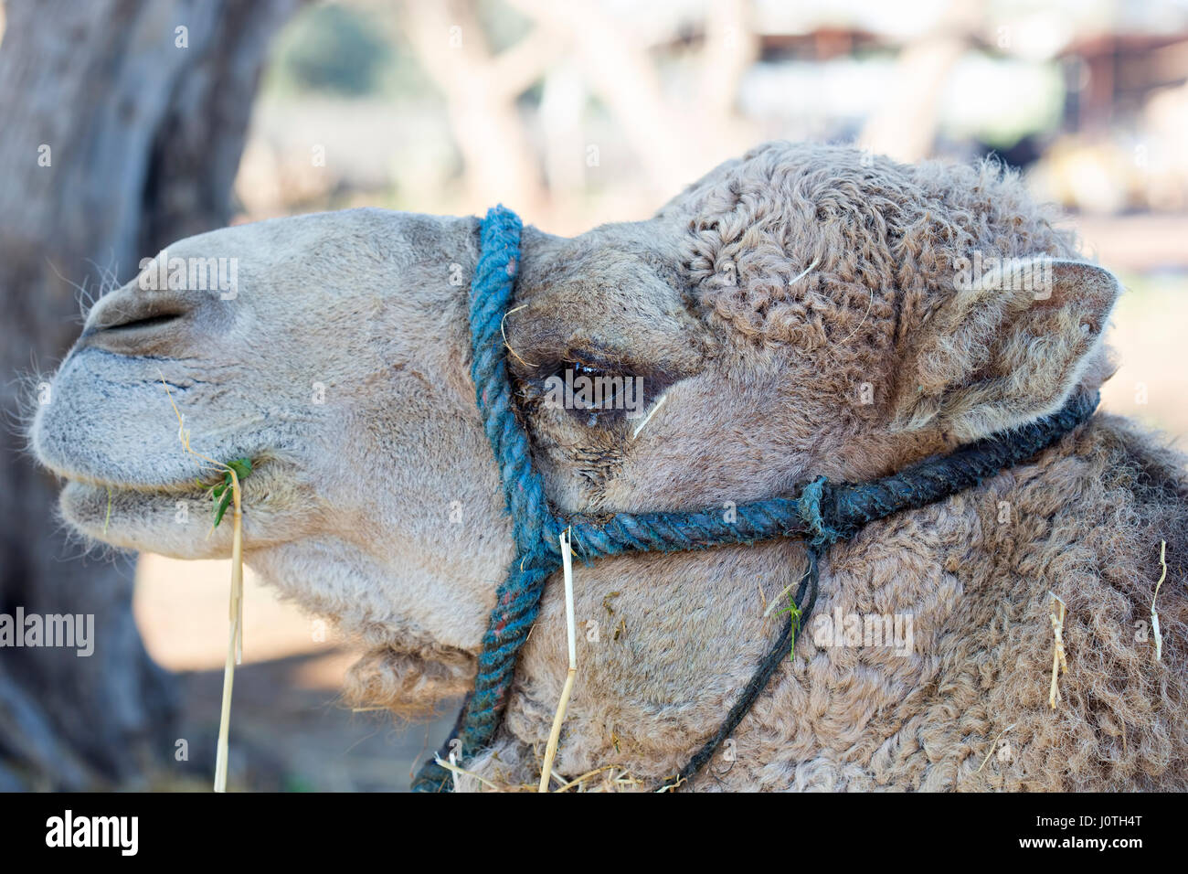 Camel head white Stock Photo - Alamy