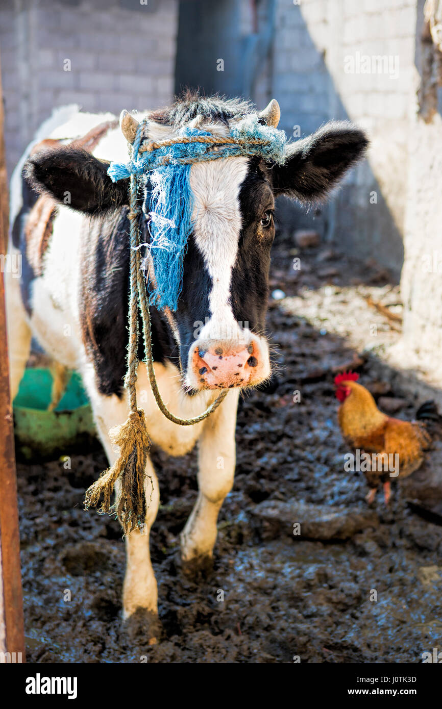 Cow and rooster on farm Stock Photo - Alamy