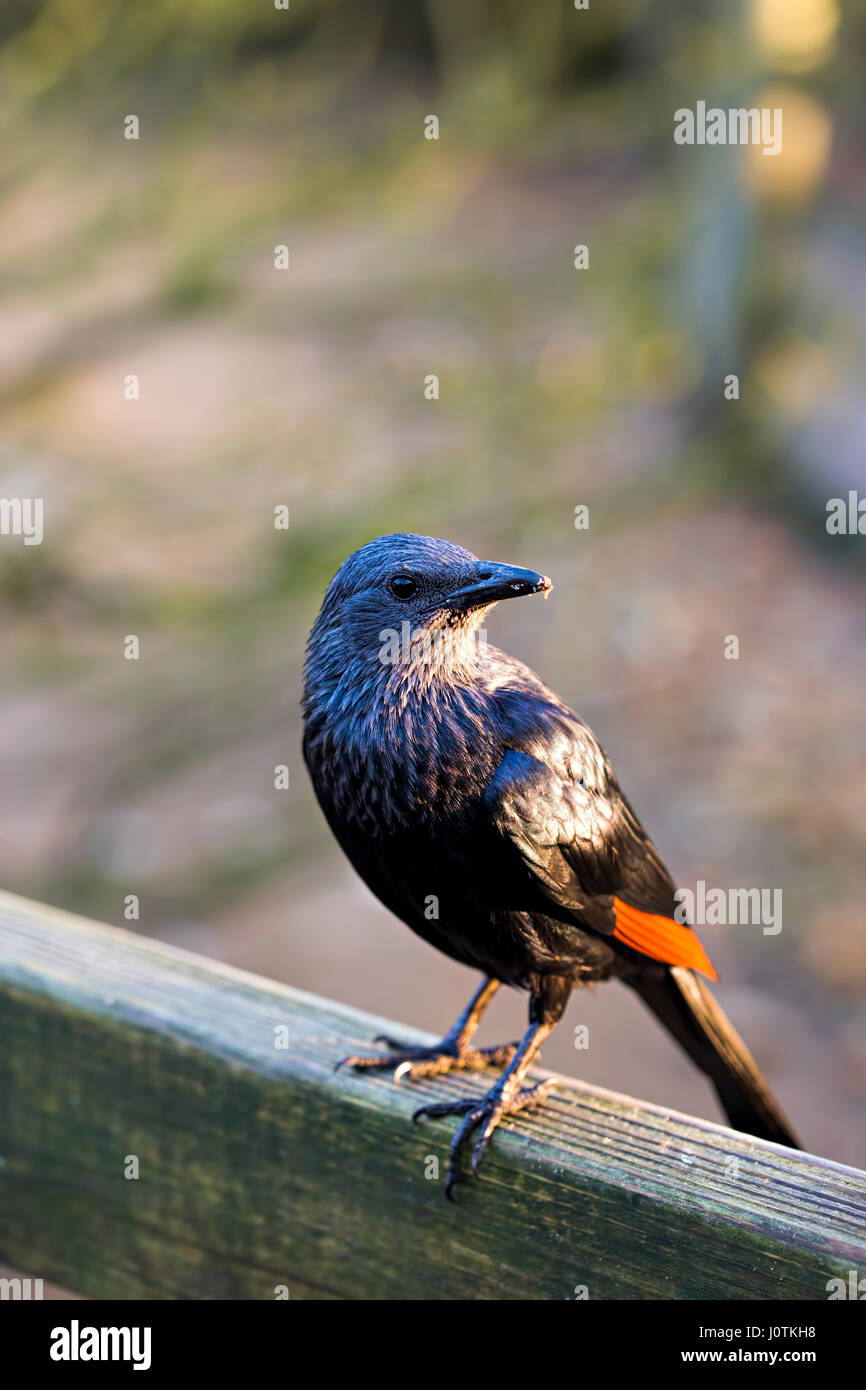 Red wing starling hi-res stock photography and images - Alamy