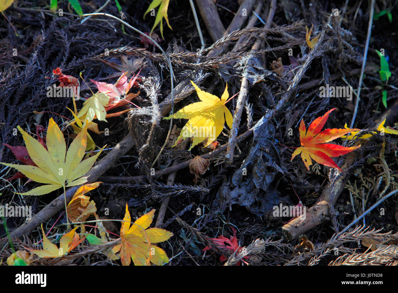 Fallen Leaves in Mount Takao Hachioji Tokyo Japan Stock Photo - Alamy