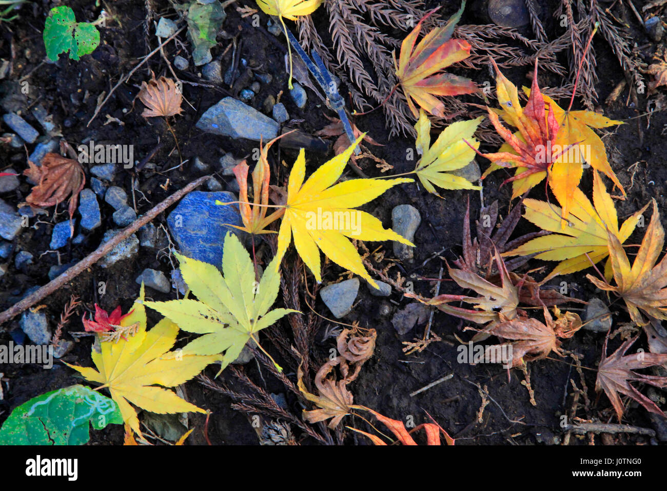 Fallen Leaves in Mount Takao Hachioji Tokyo Japan Stock Photo - Alamy