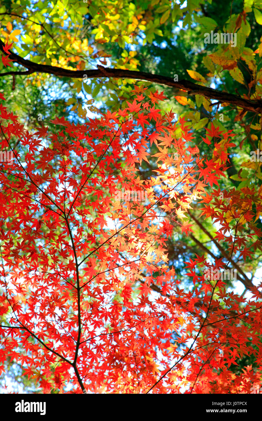 Autumn Foliage in Mount Takao Hachioji city Tokyo Japan Stock Photo - Alamy