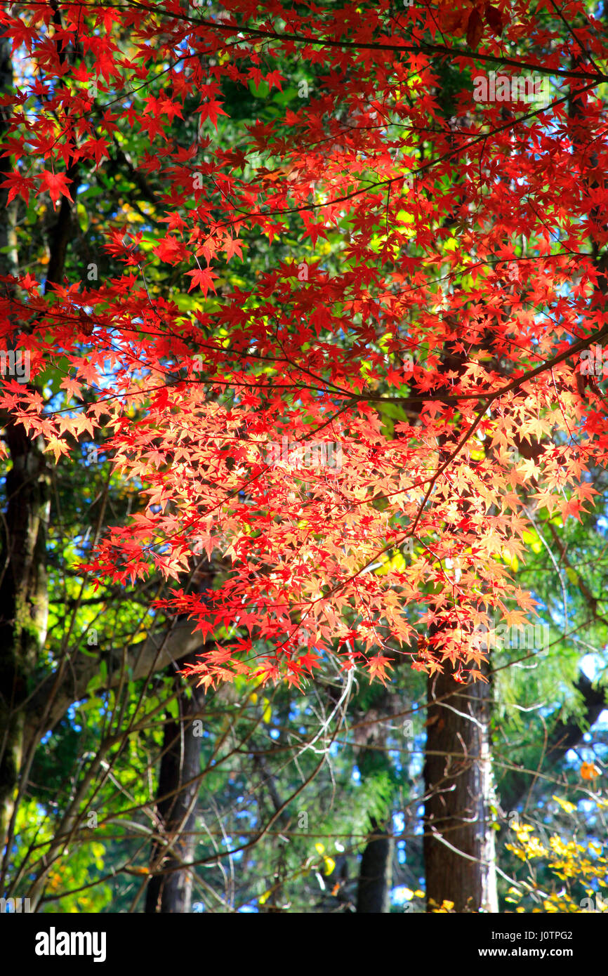 Autumn Foliage in Mount Takao Hachioji city Tokyo Japan Stock Photo - Alamy
