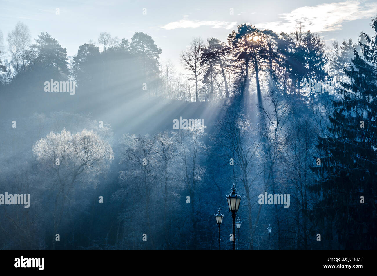 Sun rays coming through trees in winter landscape Stock Photo - Alamy