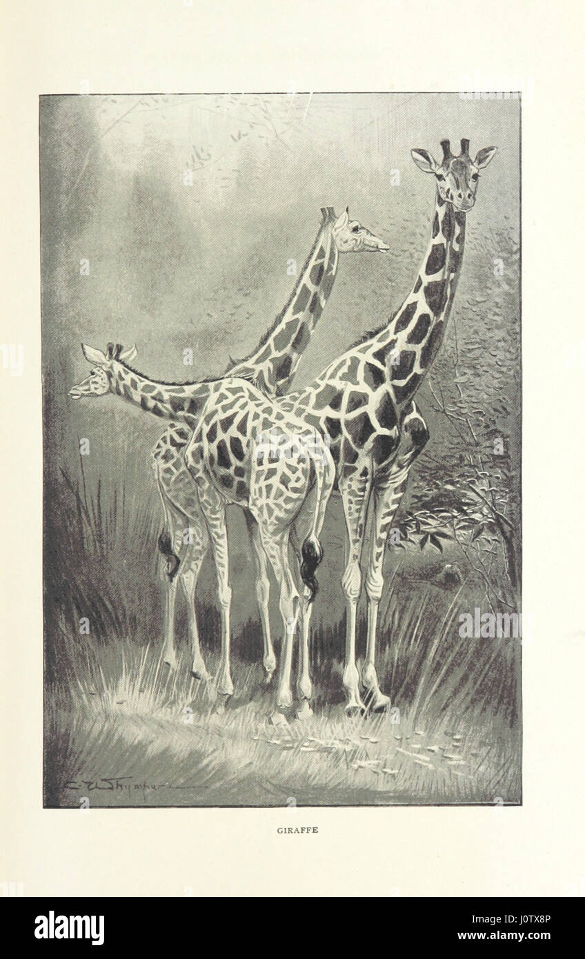 This image comes from a book documenting an African expedition in the ...