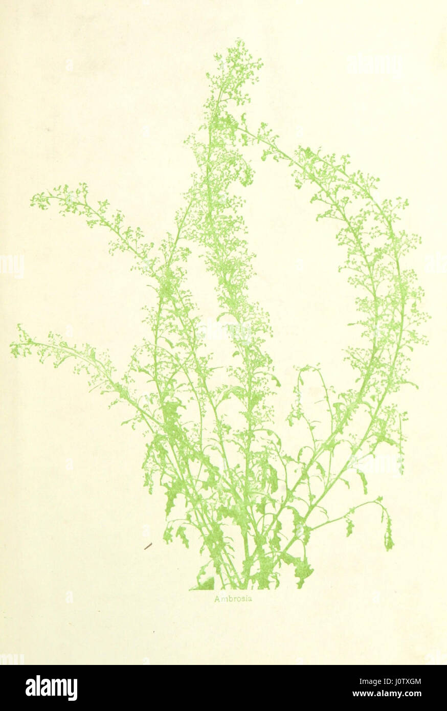 Colonial life and fine art hi-res stock photography and images - Alamy