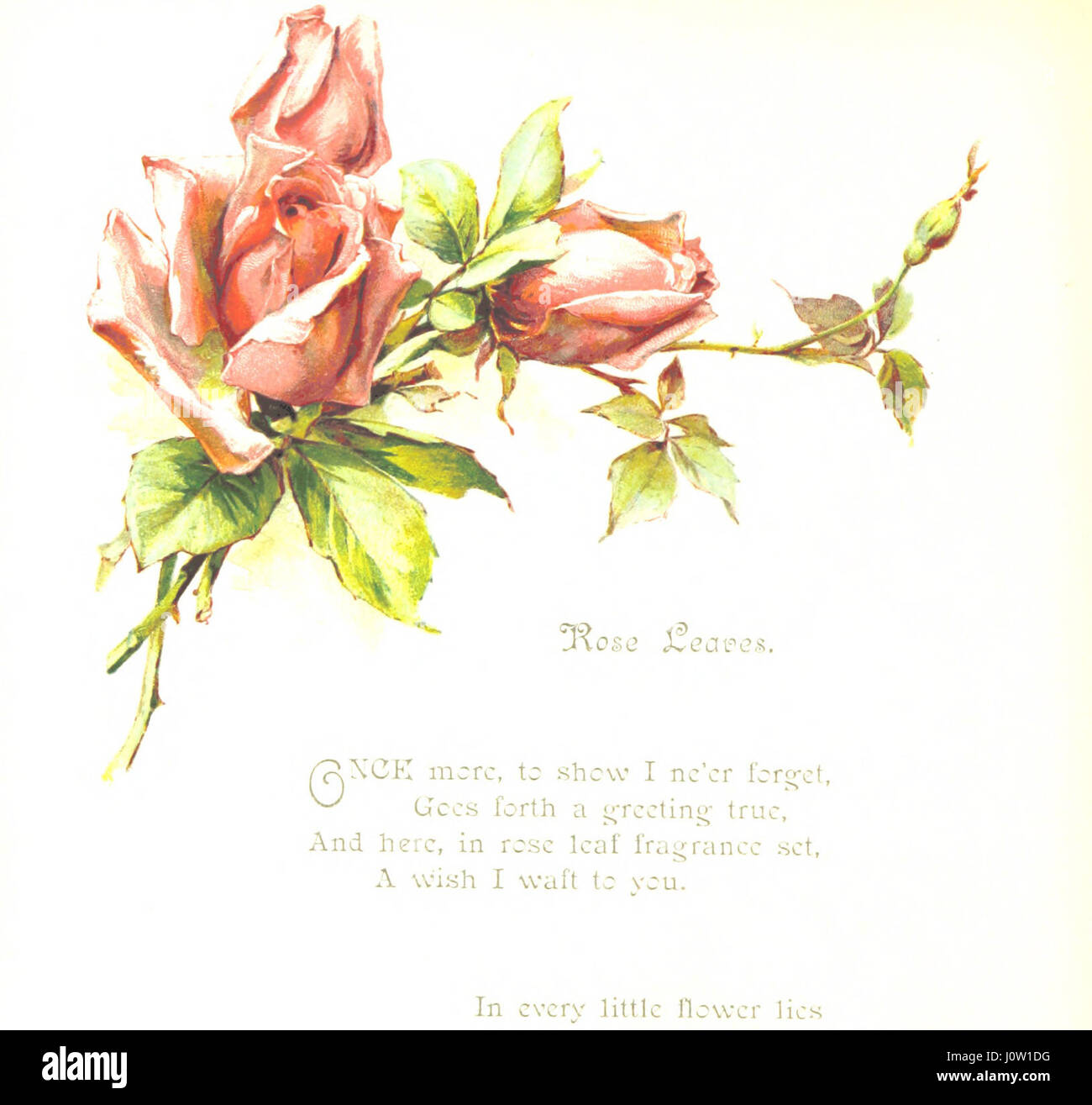 A collection of poems celebrating the beauty of roses, accompanied by ...