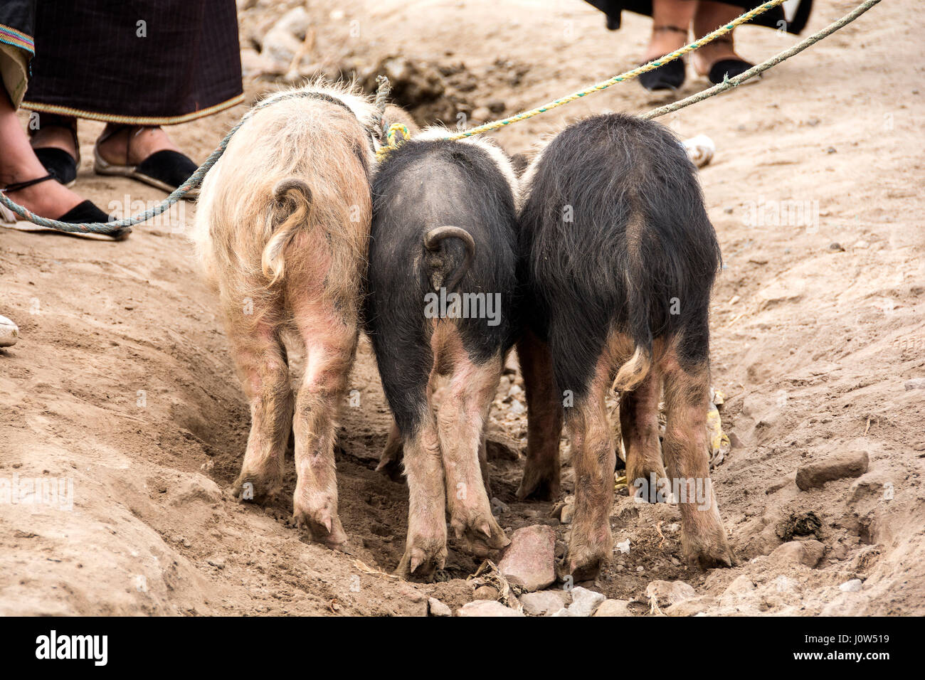 Backside of three little pigs hi-res stock photography and images - Alamy