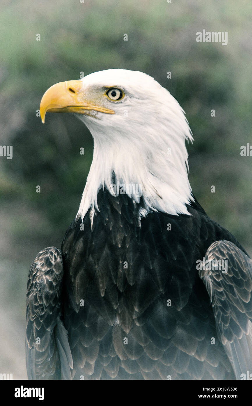 A bald Eagle Stock Photo - Alamy