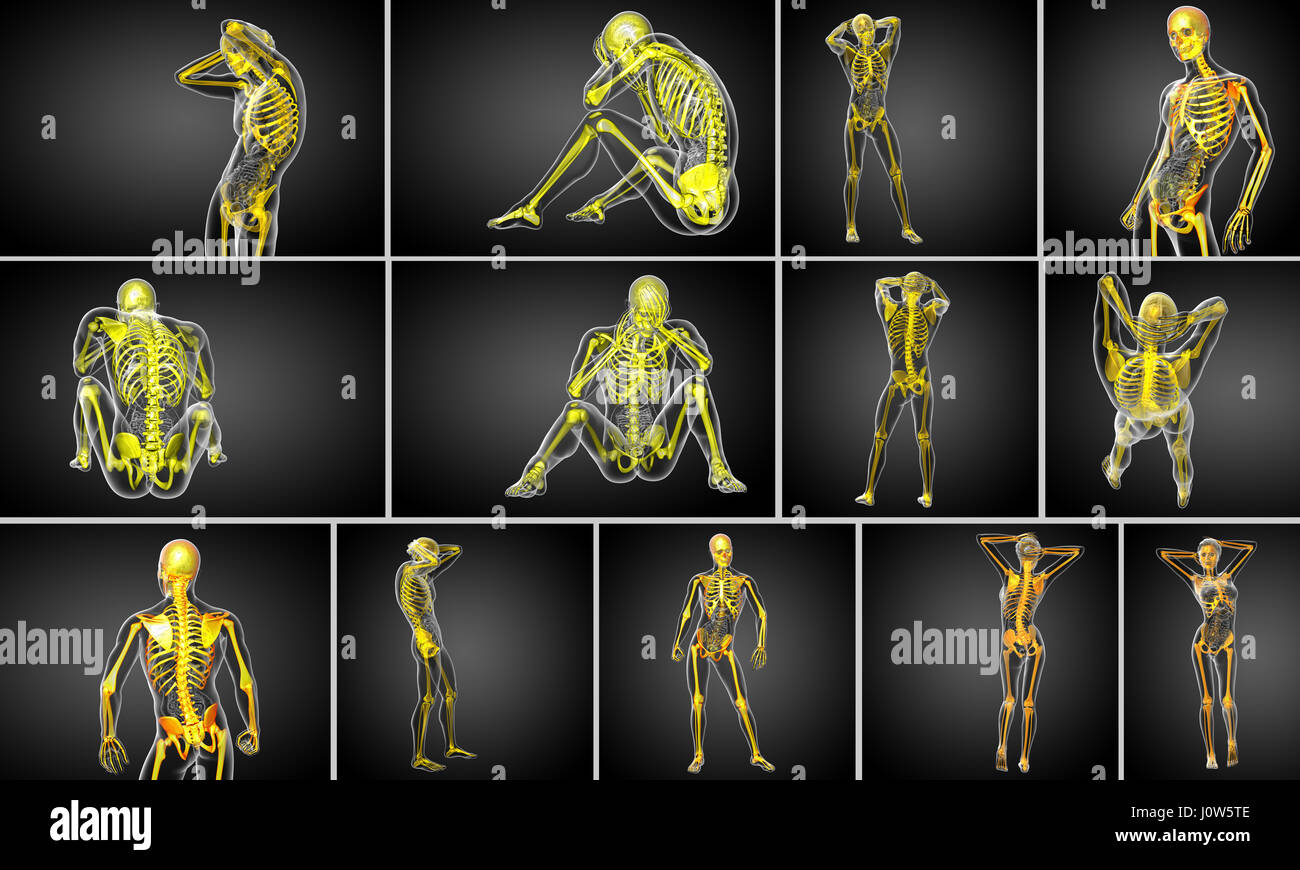 3d rendering medical illustration of the skeleton bone Stock Photo - Alamy