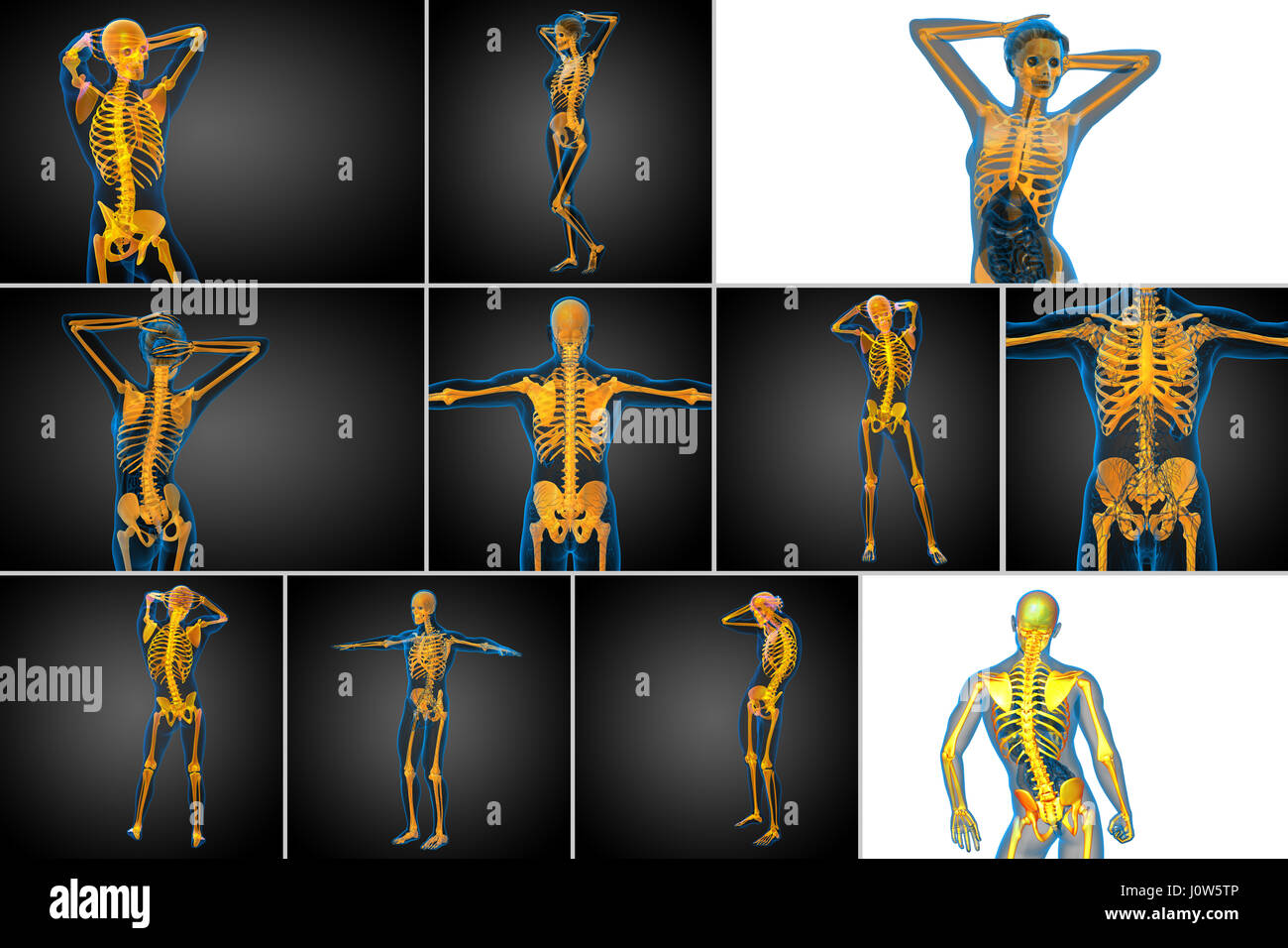 3d rendering medical illustration of the skeleton bone Stock Photo - Alamy