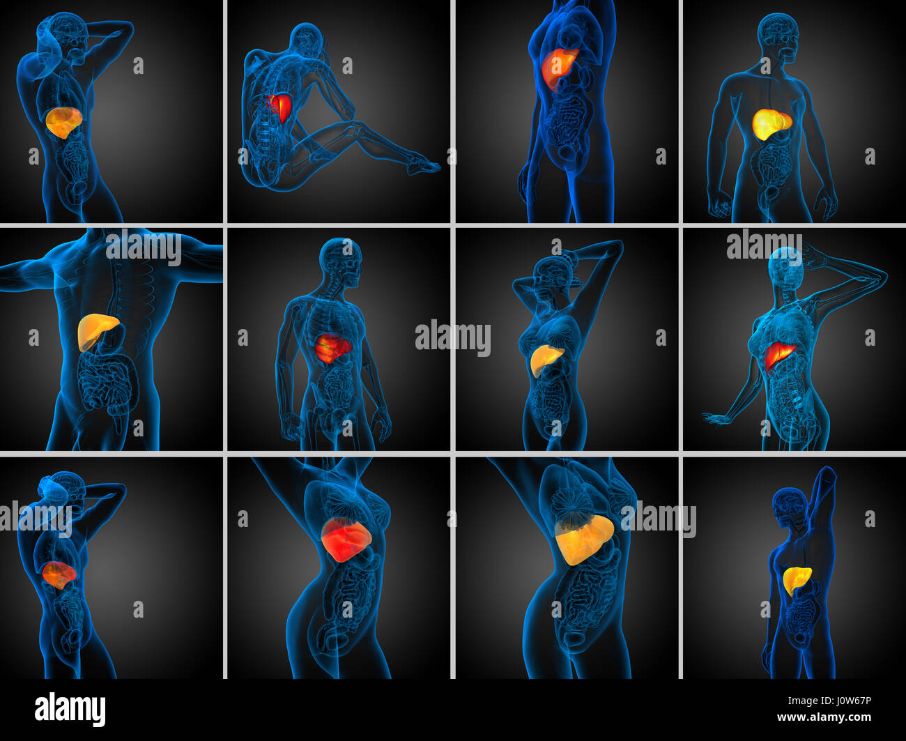 3d rendering medical illustration of the liver Stock Photo - Alamy