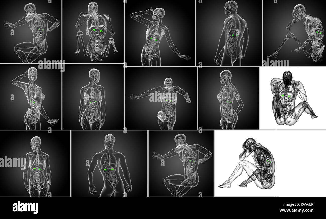 3d rendering medical illustration of the spleen Stock Photo - Alamy