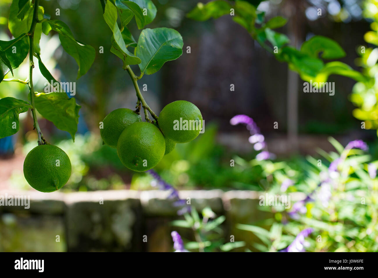 Australian lemon leaf hi-res stock photography and images - Alamy