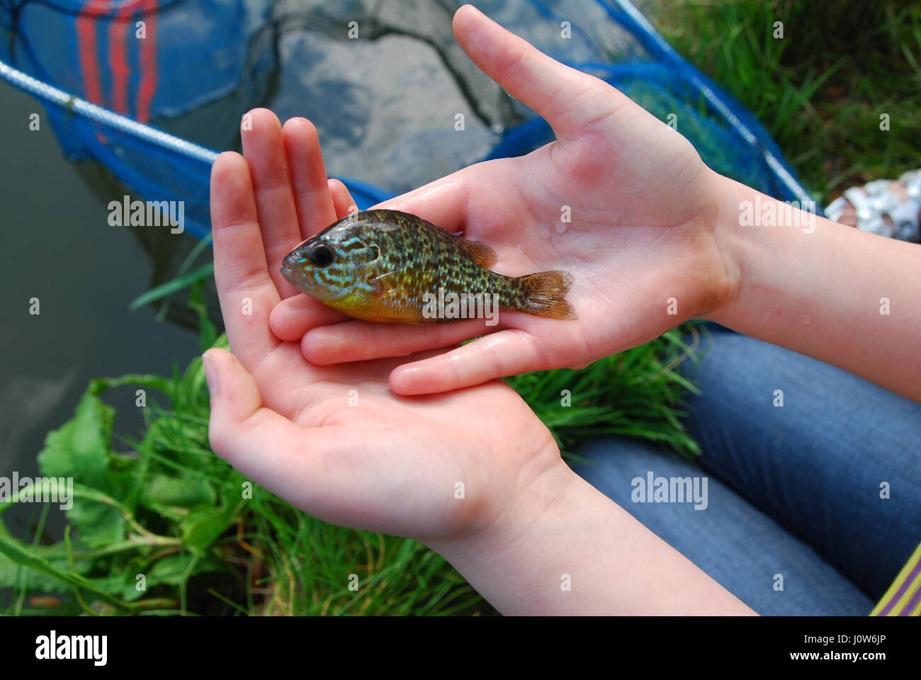 One litte fish hi-res stock photography and images - Alamy