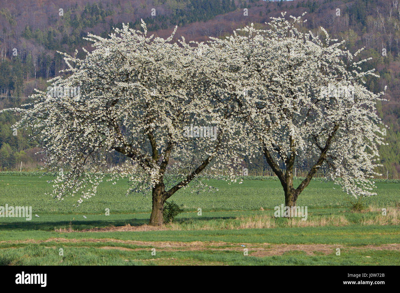 two old cherries blooming two cherry trees blooming in the green spring ...