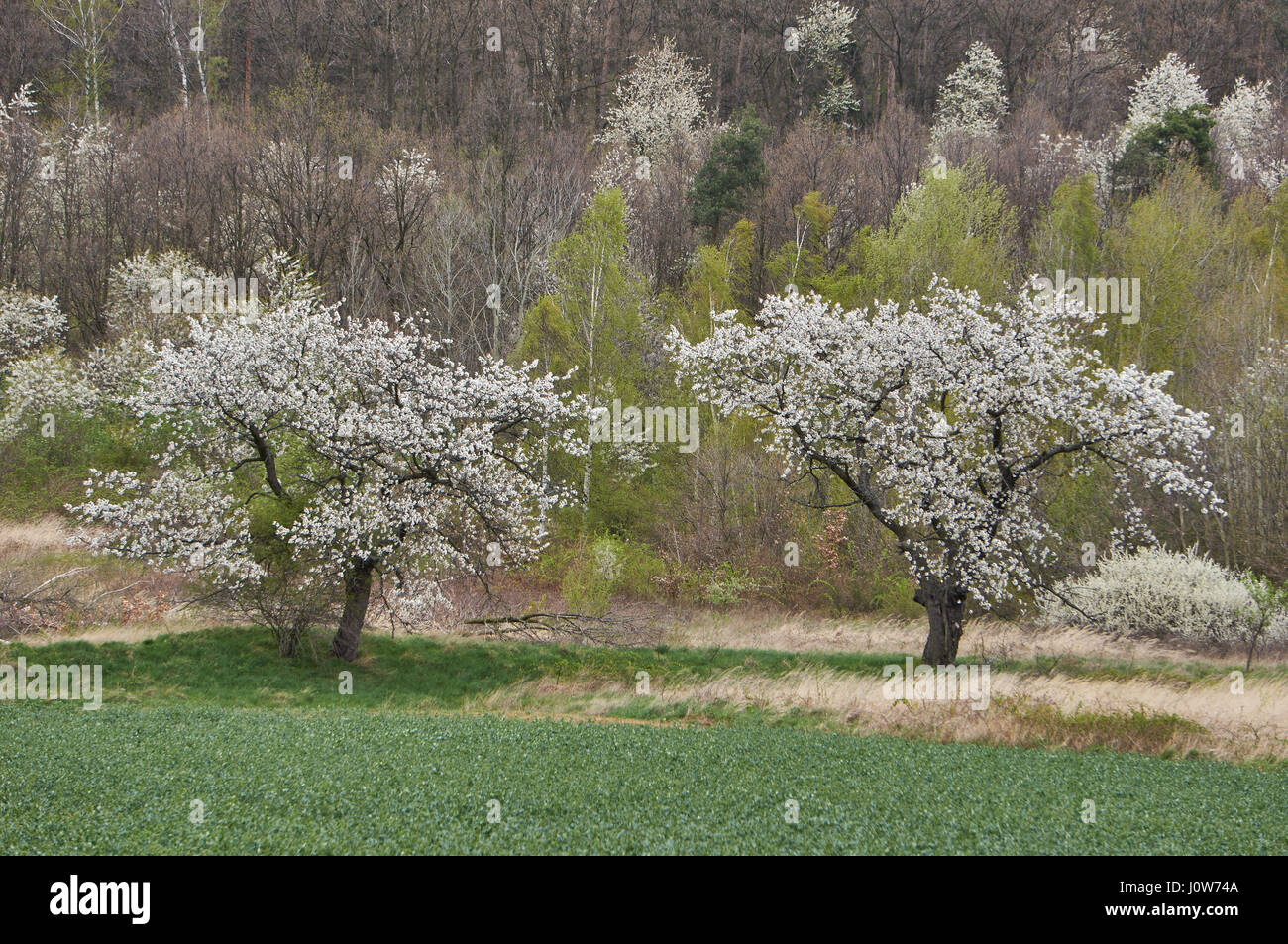 Two old cherries cherry trees blooming in the green spring fields Stock ...