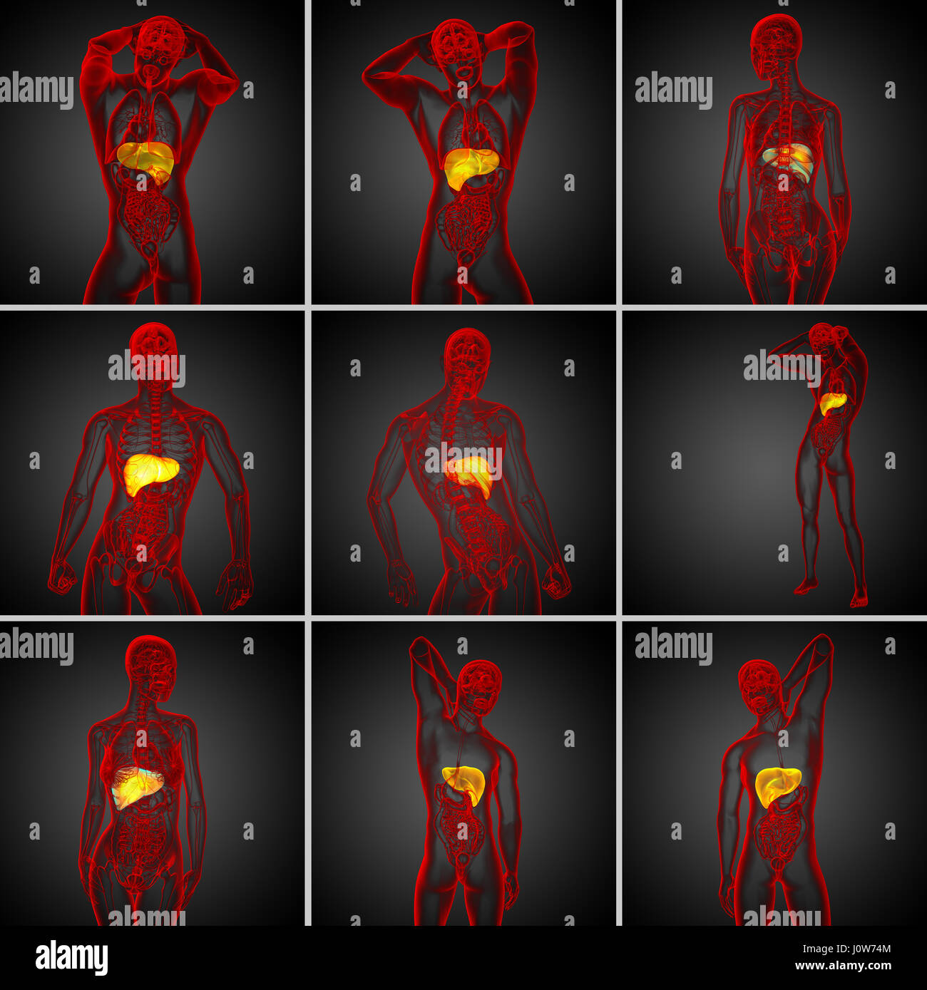 3d rendering medical illustration of the liver Stock Photo - Alamy