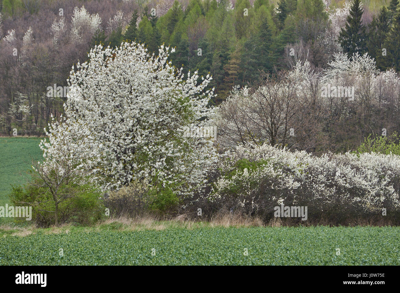 Spring green fields flowering shrubs flowering trees fresh green leaves ...