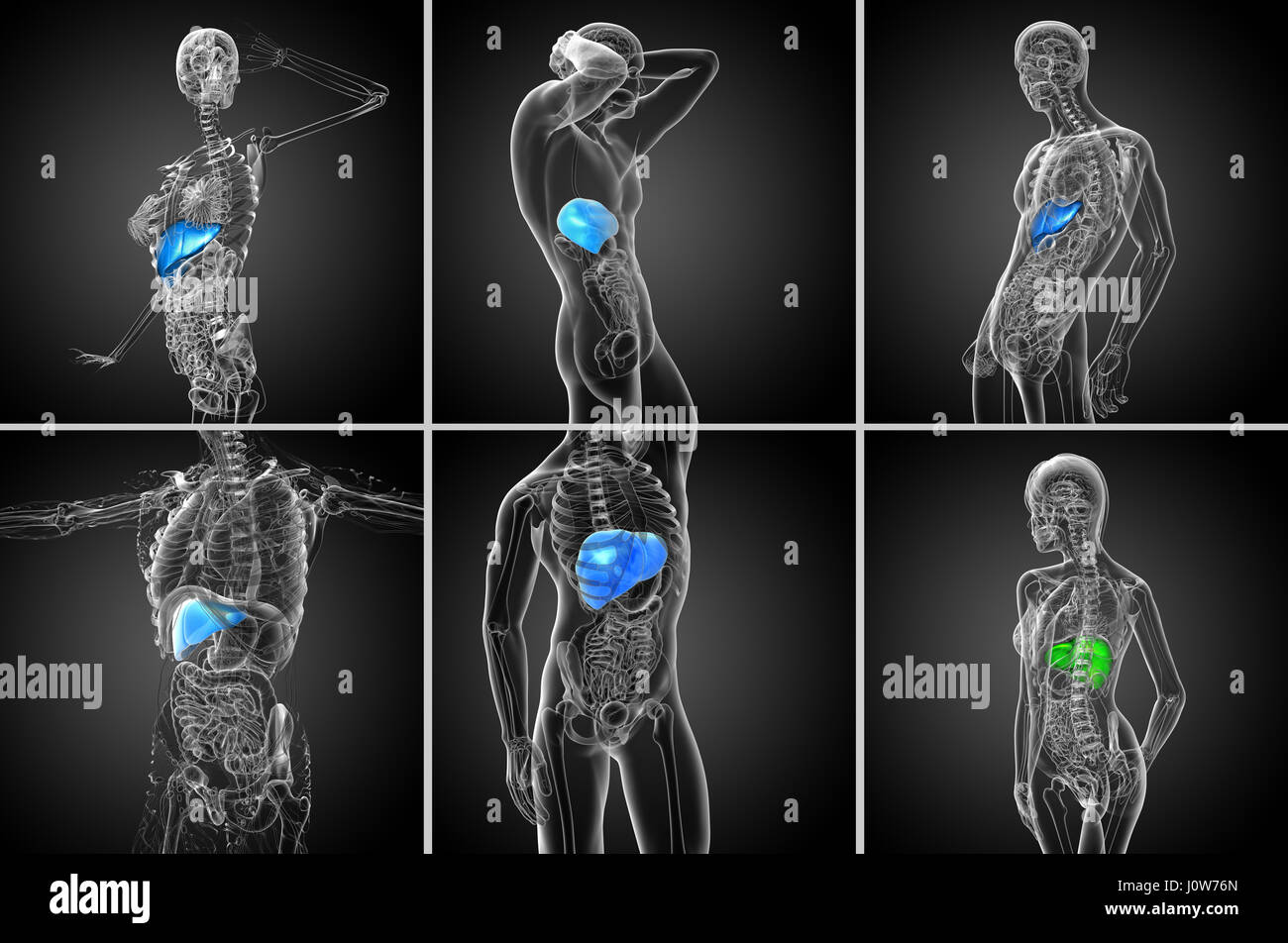 3d rendering medical illustration of the liver Stock Photo - Alamy