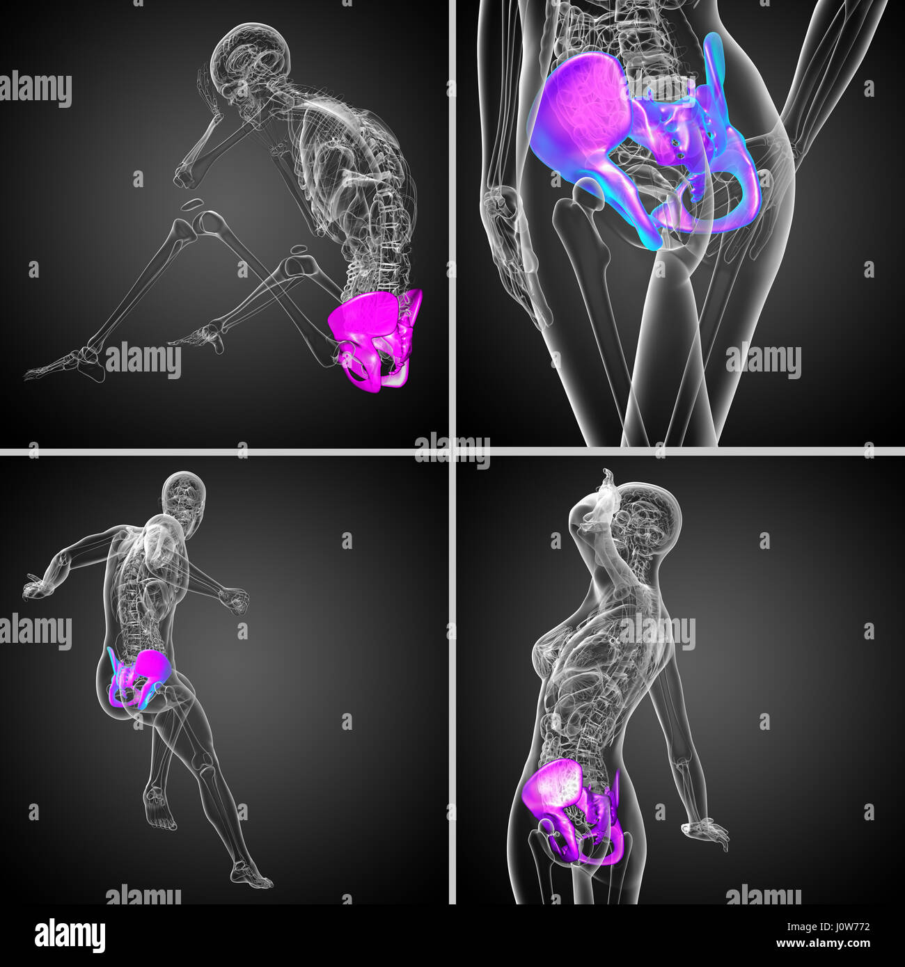 3d rendering medical illustration of the pelvis bone Stock Photo - Alamy