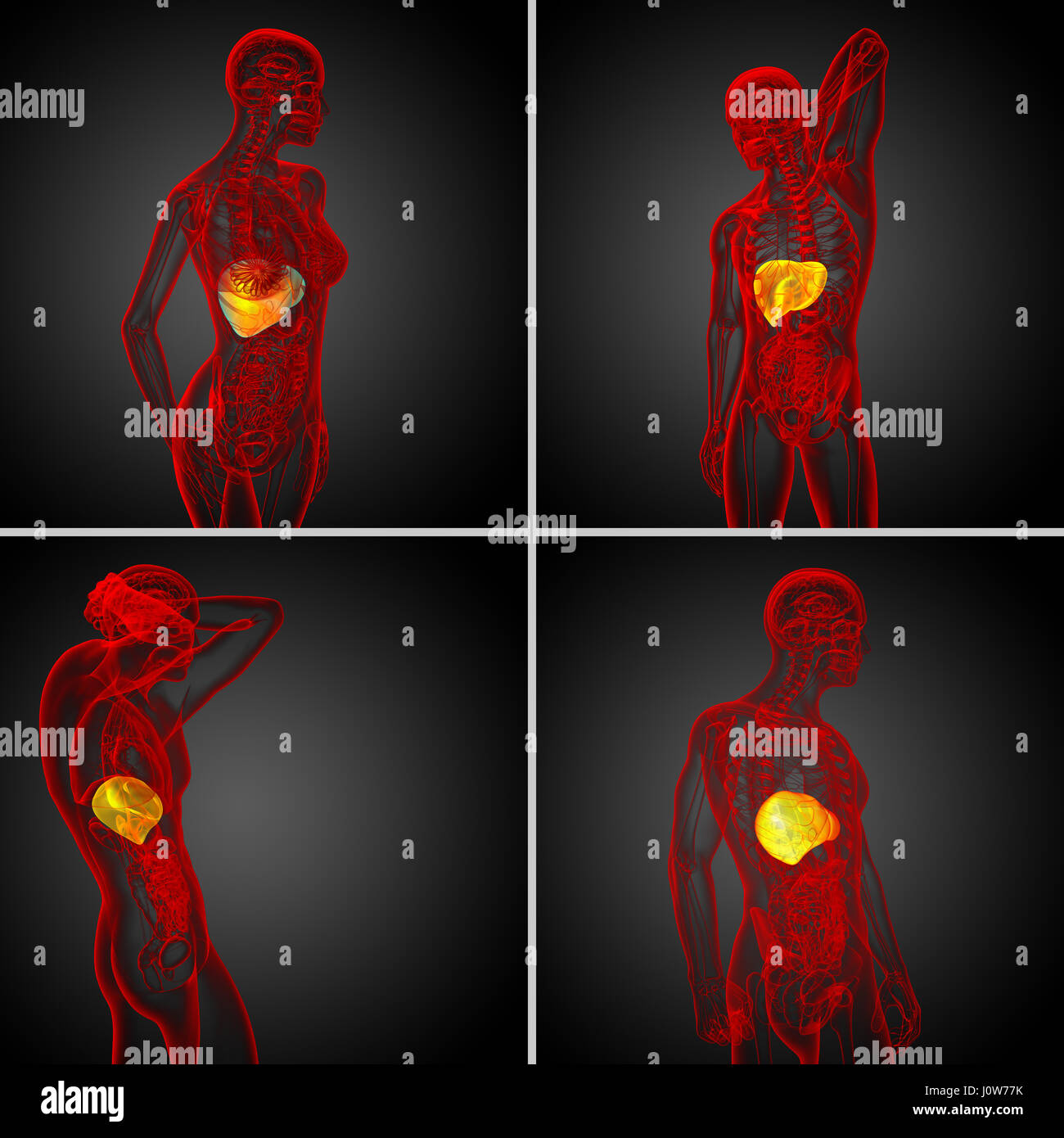 3d rendering medical illustration of the liver Stock Photo - Alamy