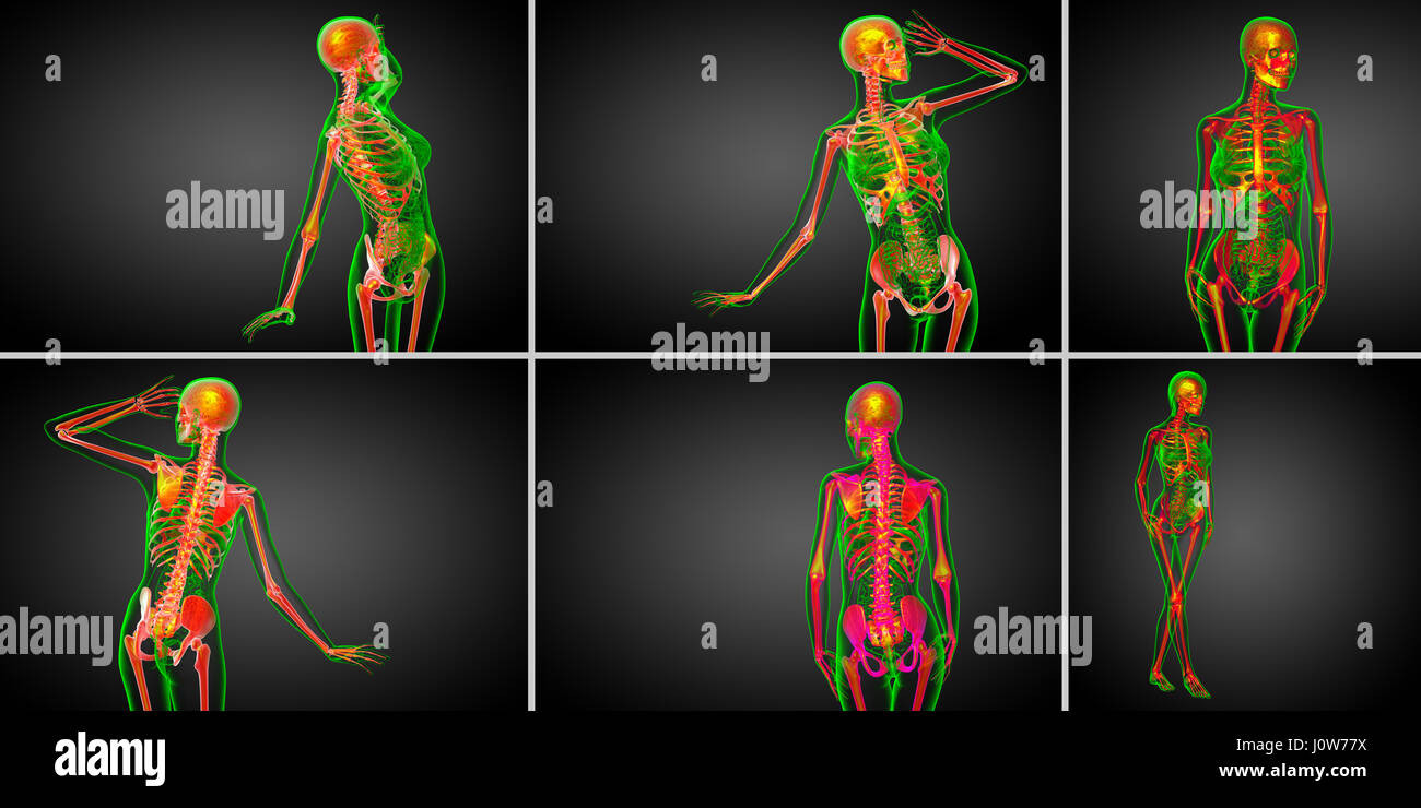 3d rendering medical illustration of the skeleton bone Stock Photo - Alamy