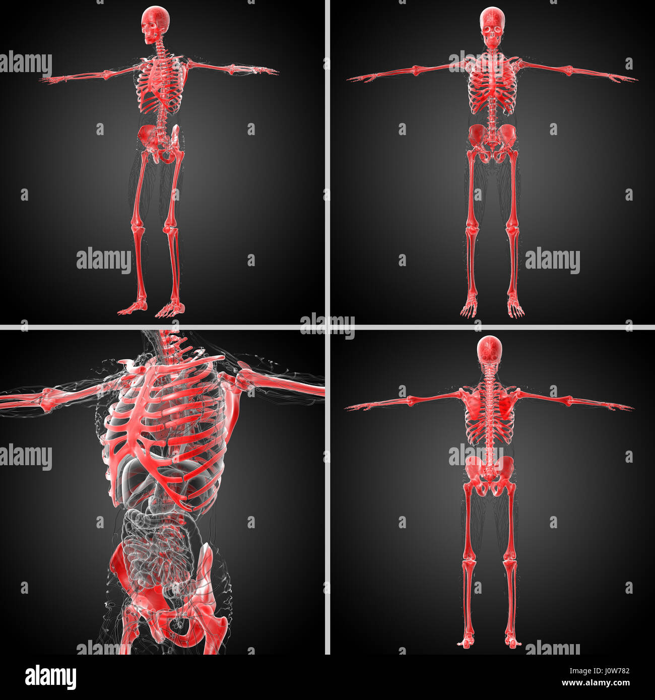 3d rendering medical illustration of the skeleton bone Stock Photo - Alamy