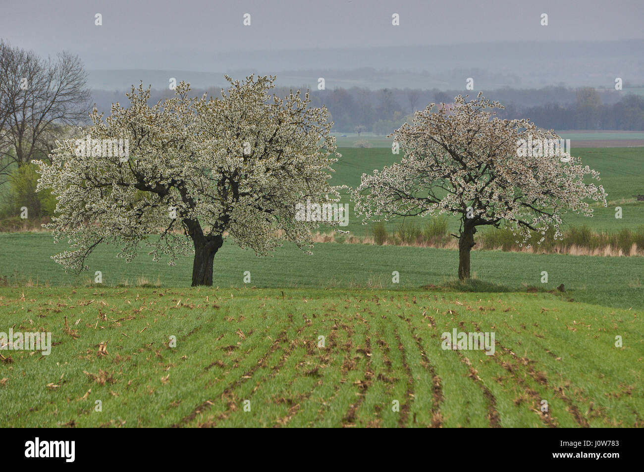 Two old cherries cherry trees blooming in the green spring fields Stock ...