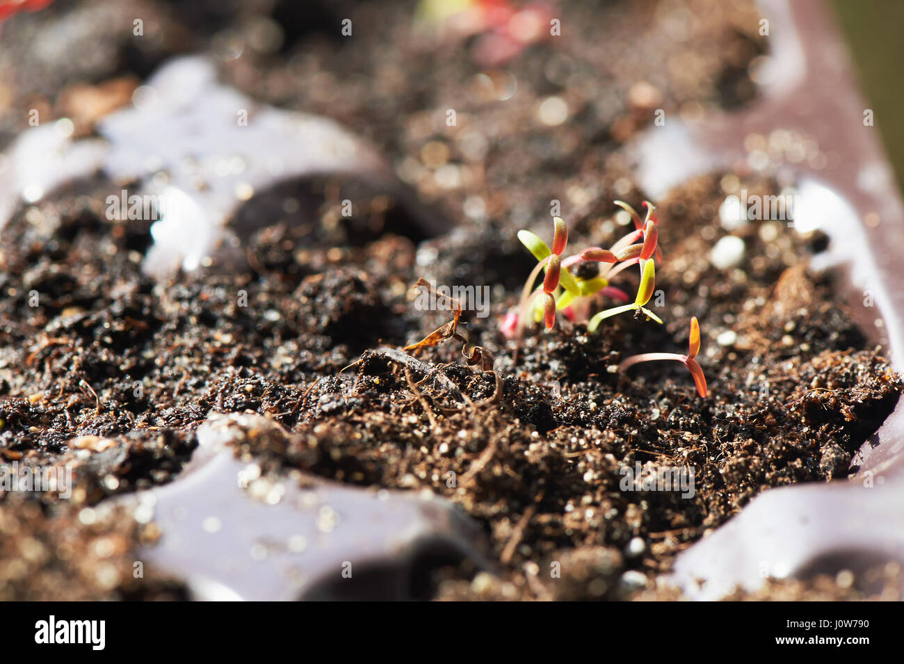 The little young sprouts just germinated from seed. The seedlings for ...