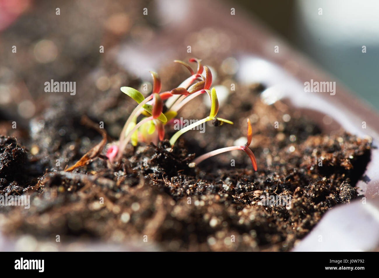 The little young sprouts just germinated from seed. The seedlings for ...