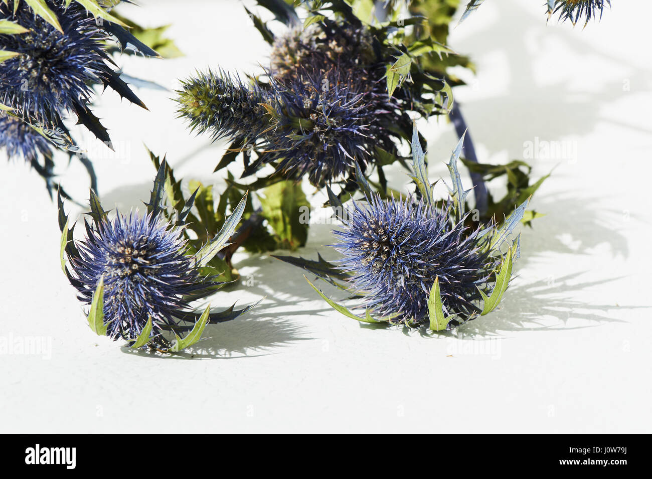 Blue thorn Eryngium Alpi in nature. Close Stock Photo - Alamy