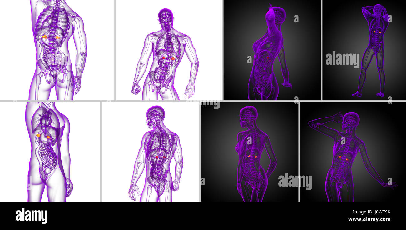 3d rendering medical illustration of the spleen Stock Photo - Alamy