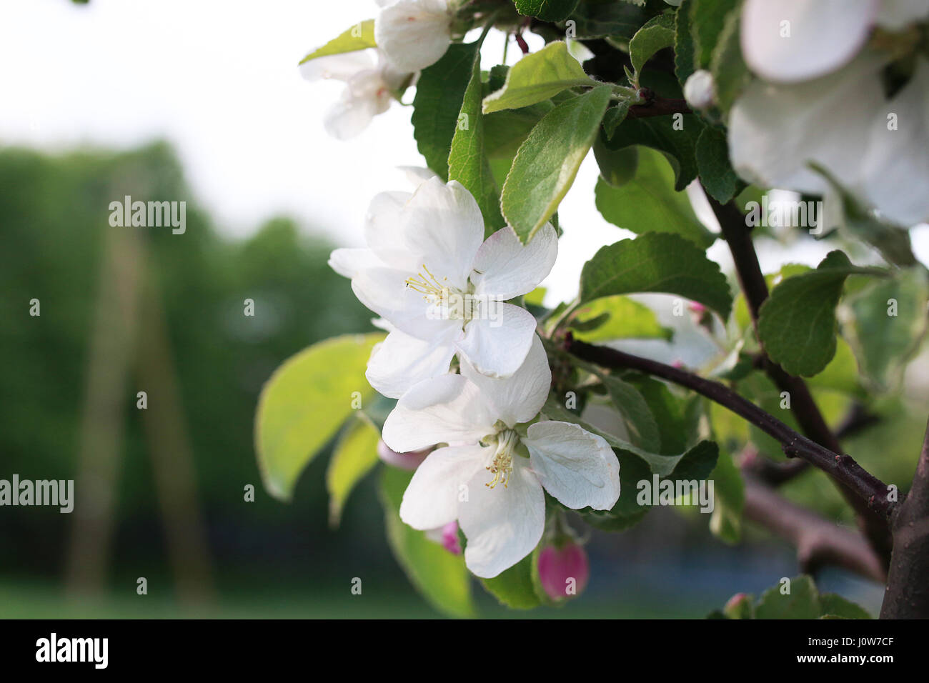 flowering apple tree with bright white flowers Stock Photo - Alamy