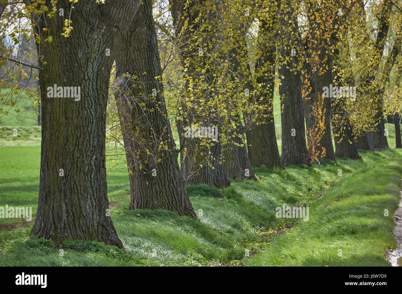 Row of old budding poplar trees in the green spring field Populus ...