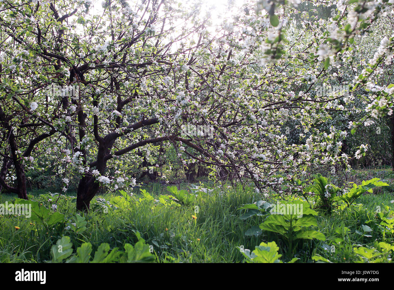 early spring flowering apple tree with bright white flowers Stock Photo ...