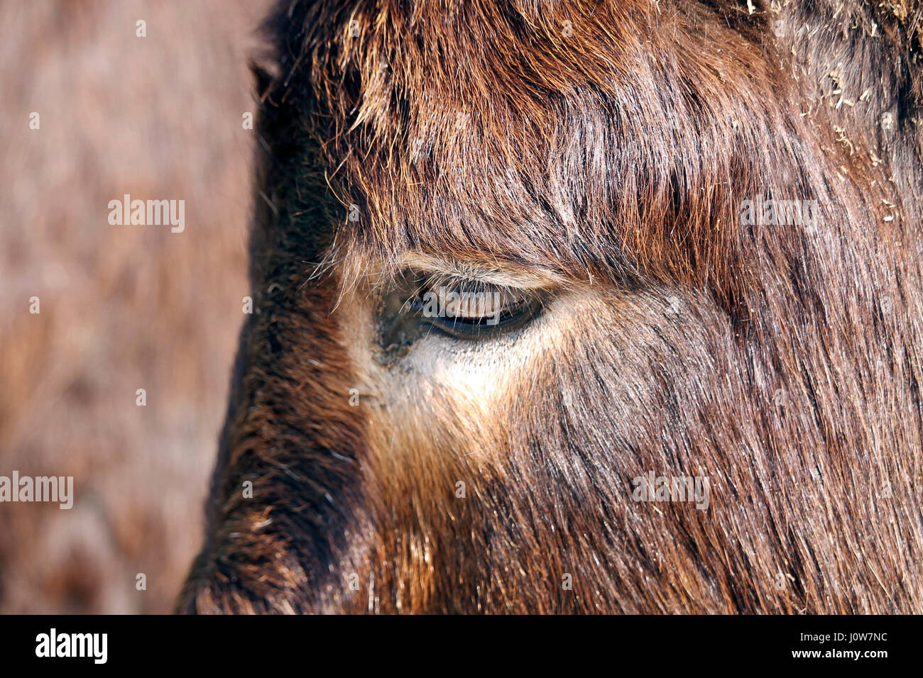 Donkey close up Stock Photo - Alamy