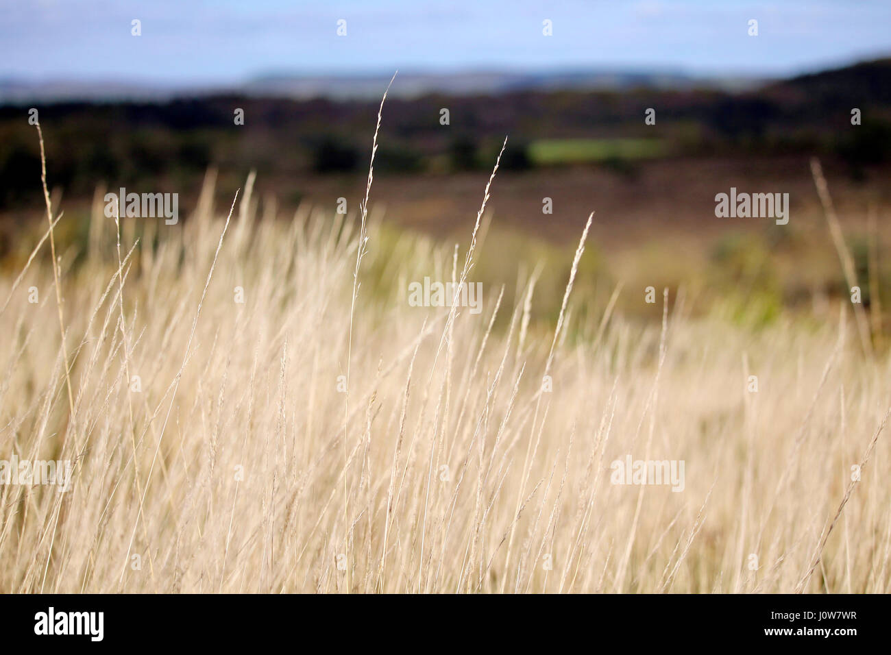 Field of yellow grass Stock Photo - Alamy