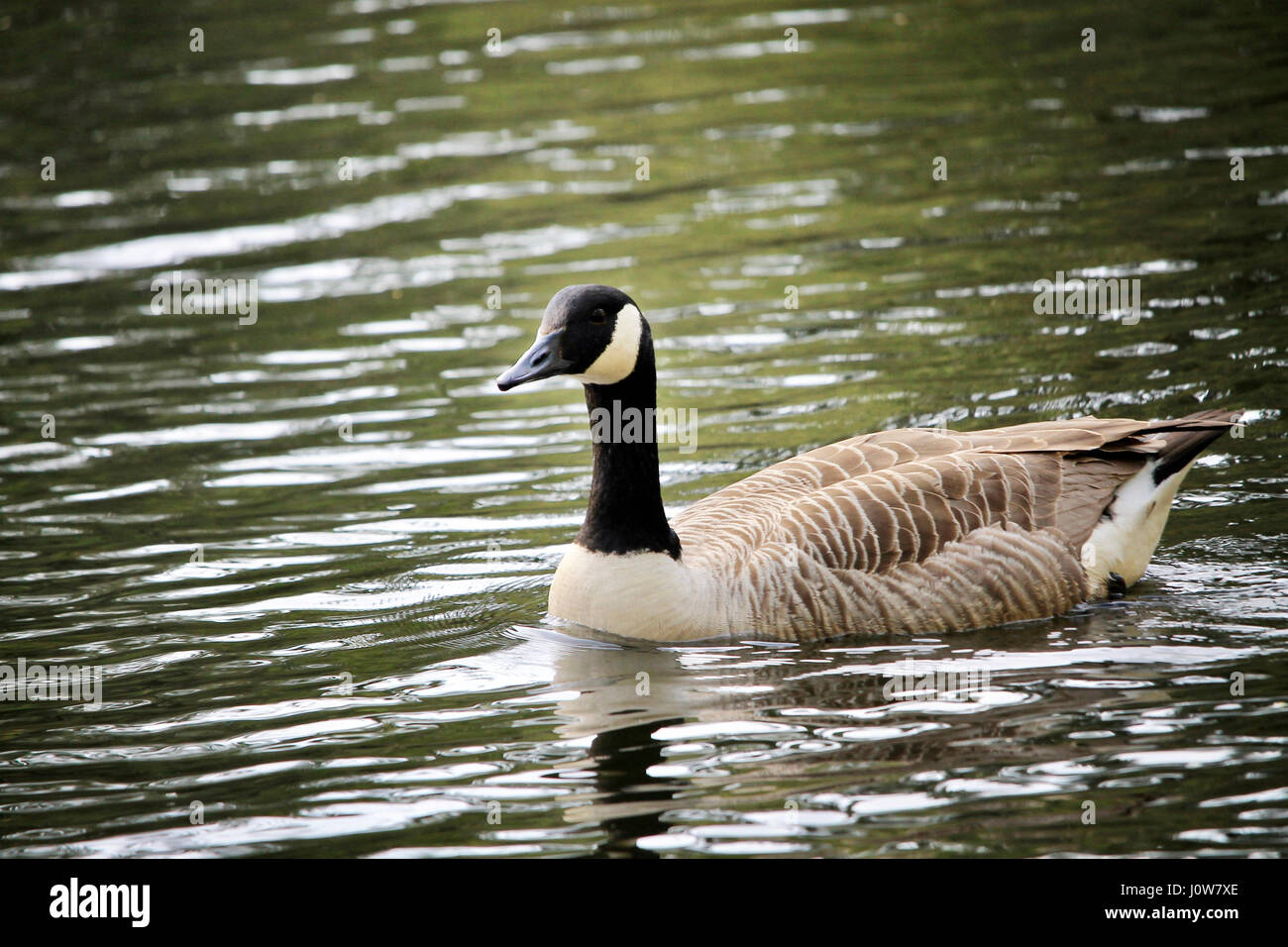 Swan duck swimming Stock Photo - Alamy