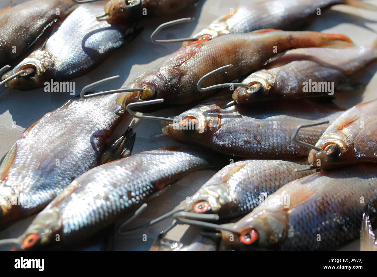 small fish on table Stock Photo - Alamy