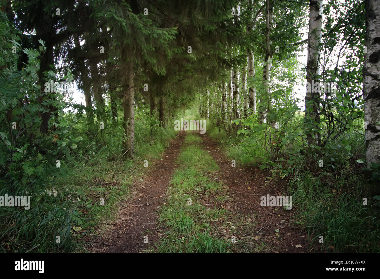 road ground forest tree Stock Photo - Alamy