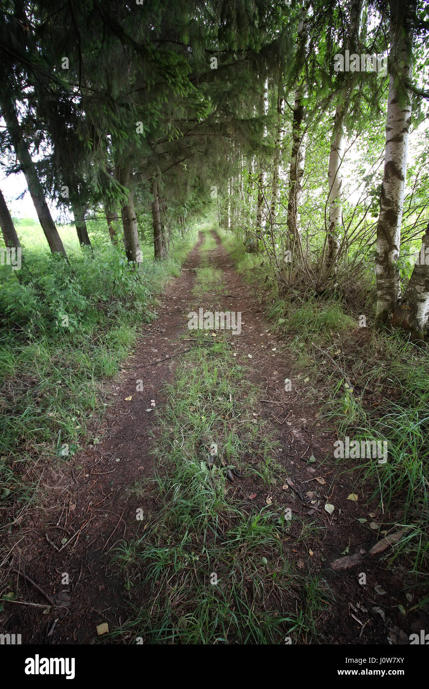 road ground forest tree Stock Photo - Alamy