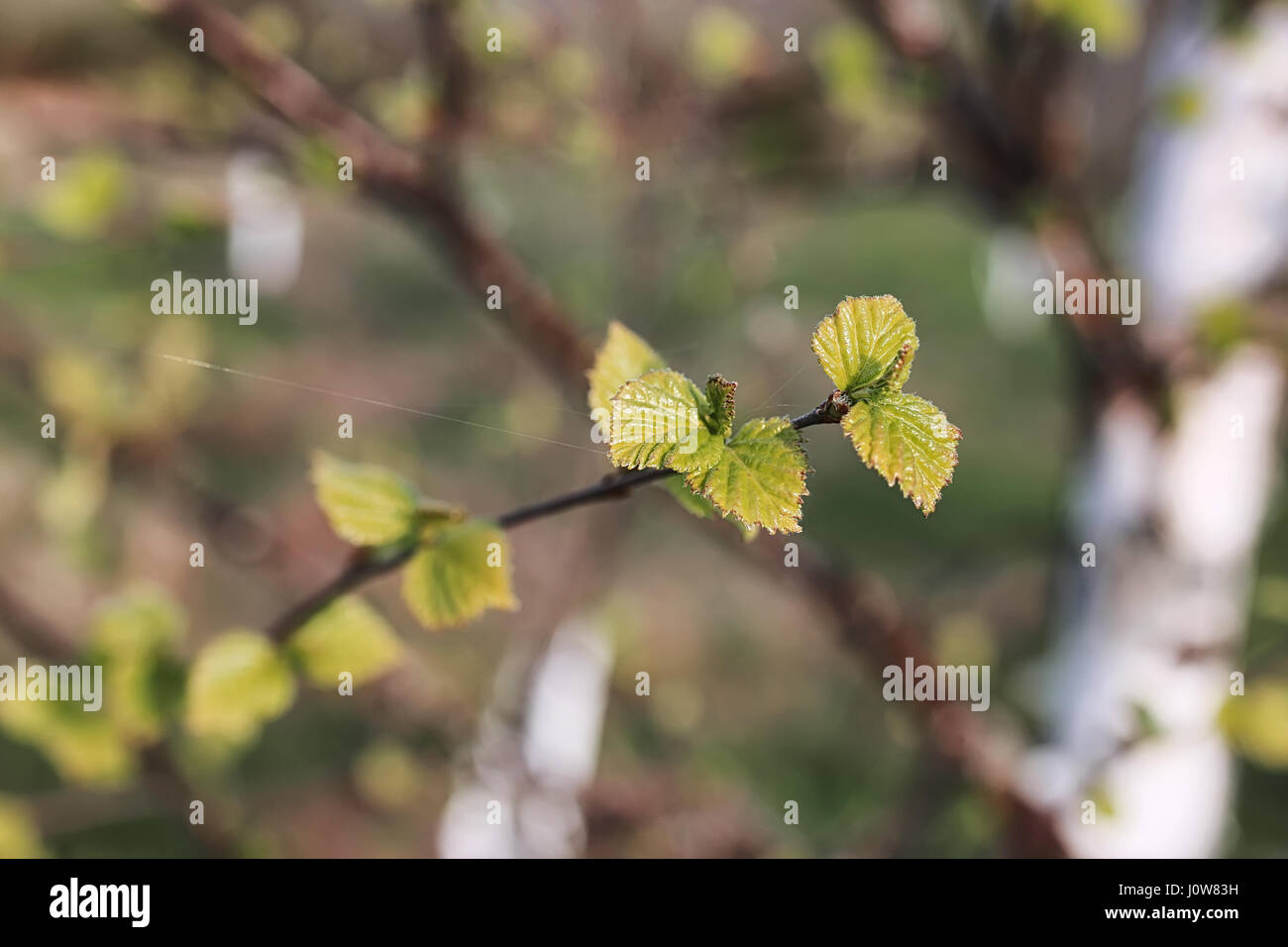 spring fresh leaves on a tree sunset Stock Photo - Alamy