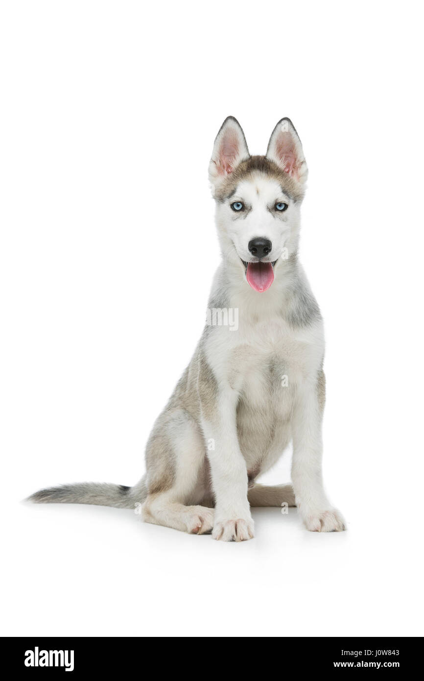 Beautiful siberian husky puppy dog. Isolated on white background. Copy ...