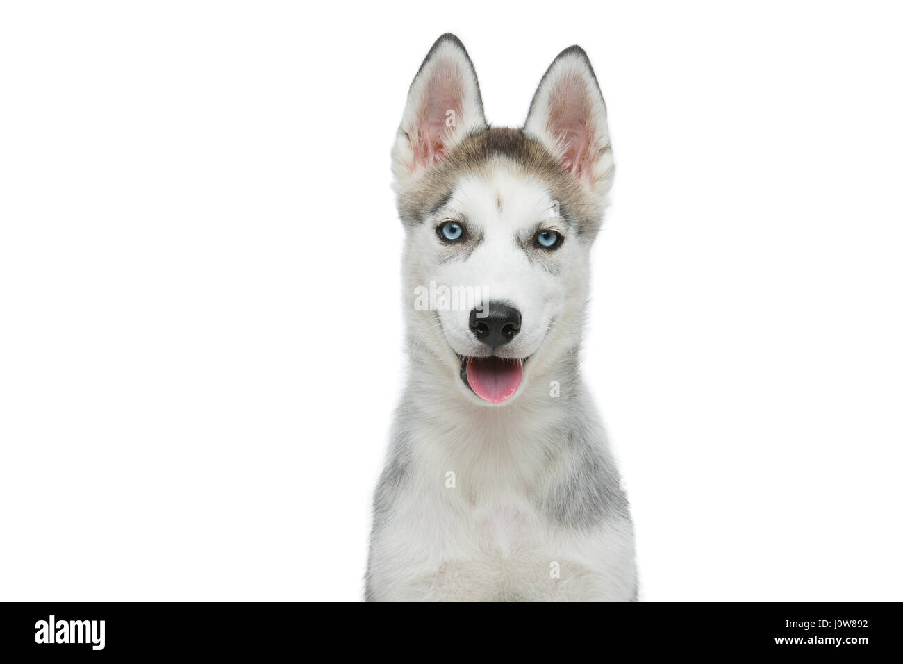 Beautiful siberian husky puppy dog. Isolated on white background. Copy ...