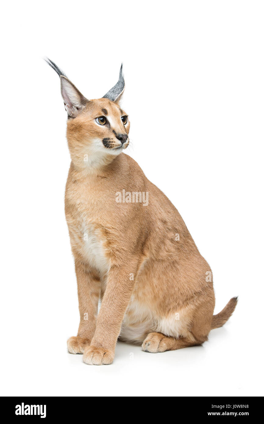 Egyptian lynx Cut Out Stock Images & Pictures - Alamy