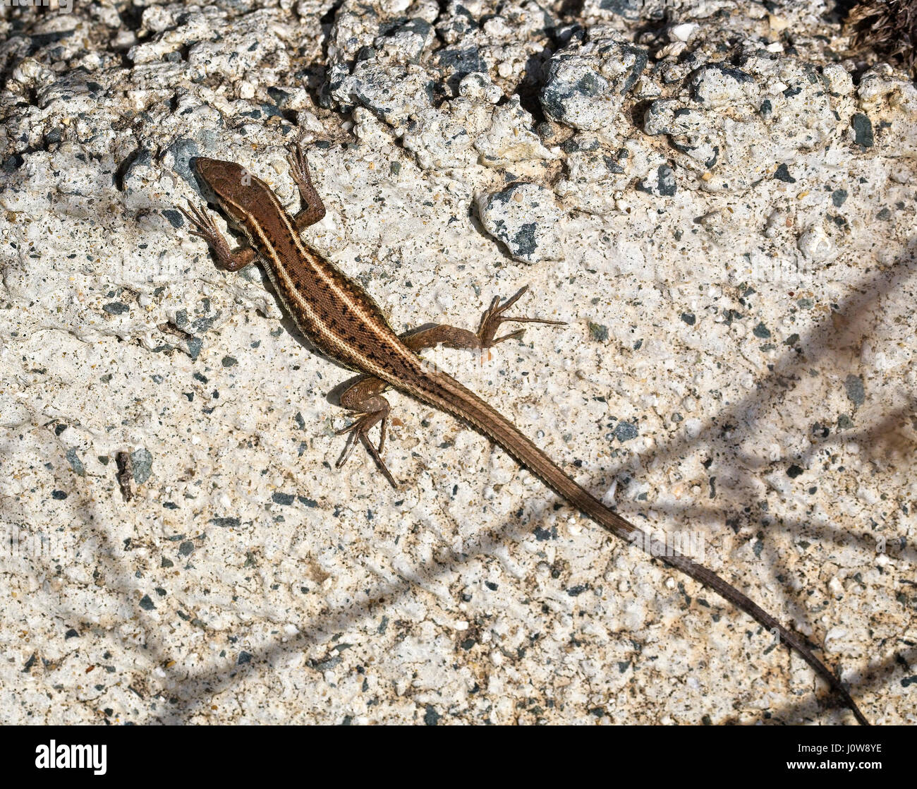 Snake-eyed Lizard, (Ophisops elegans), Paphos, Cyprus Stock Photo - Alamy