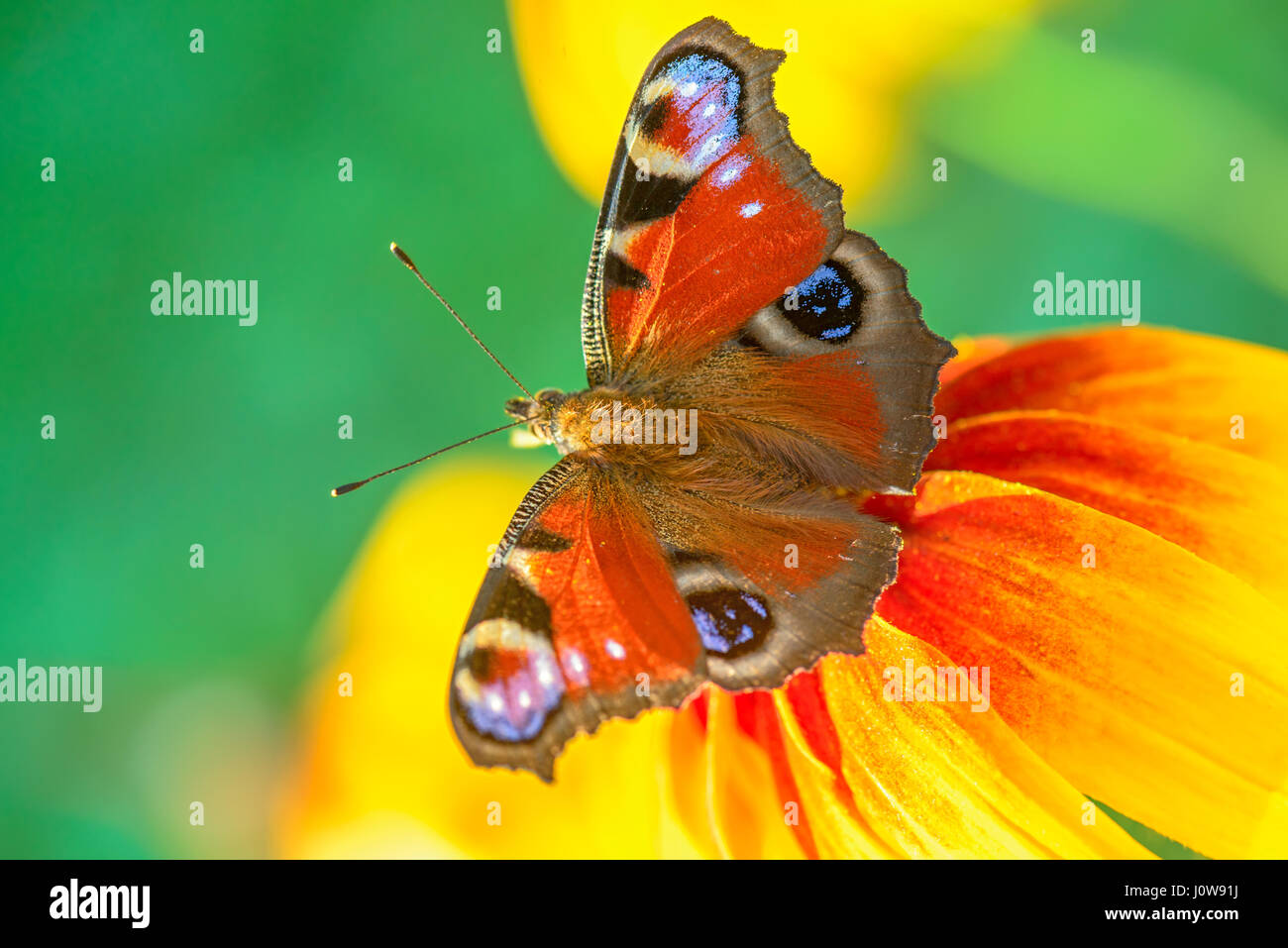 Butterfly on a flower. Closeup view Stock Photo - Alamy
